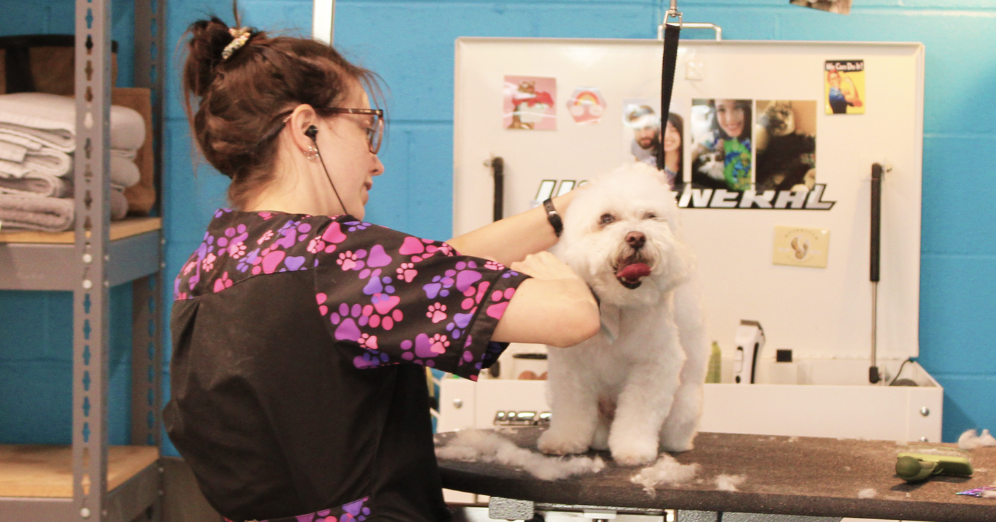 Treats Unleashed Blog | Pet Nutrition, Recipes & Care Tips