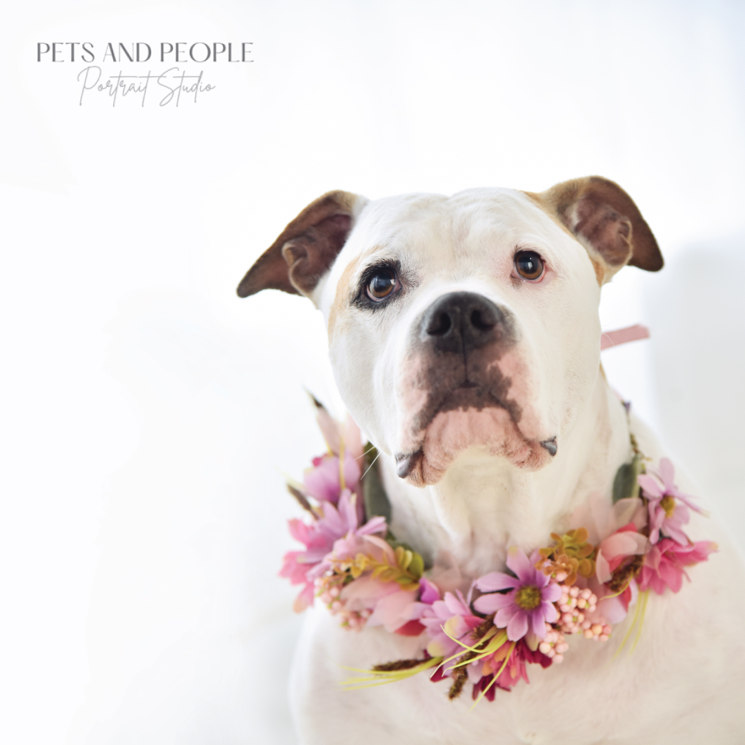 Treats Unleashed | The Natural Place for Pets